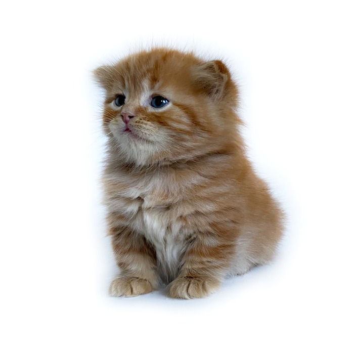 Kosekatten Cirkus :: NO*StiSi Siberian Cats